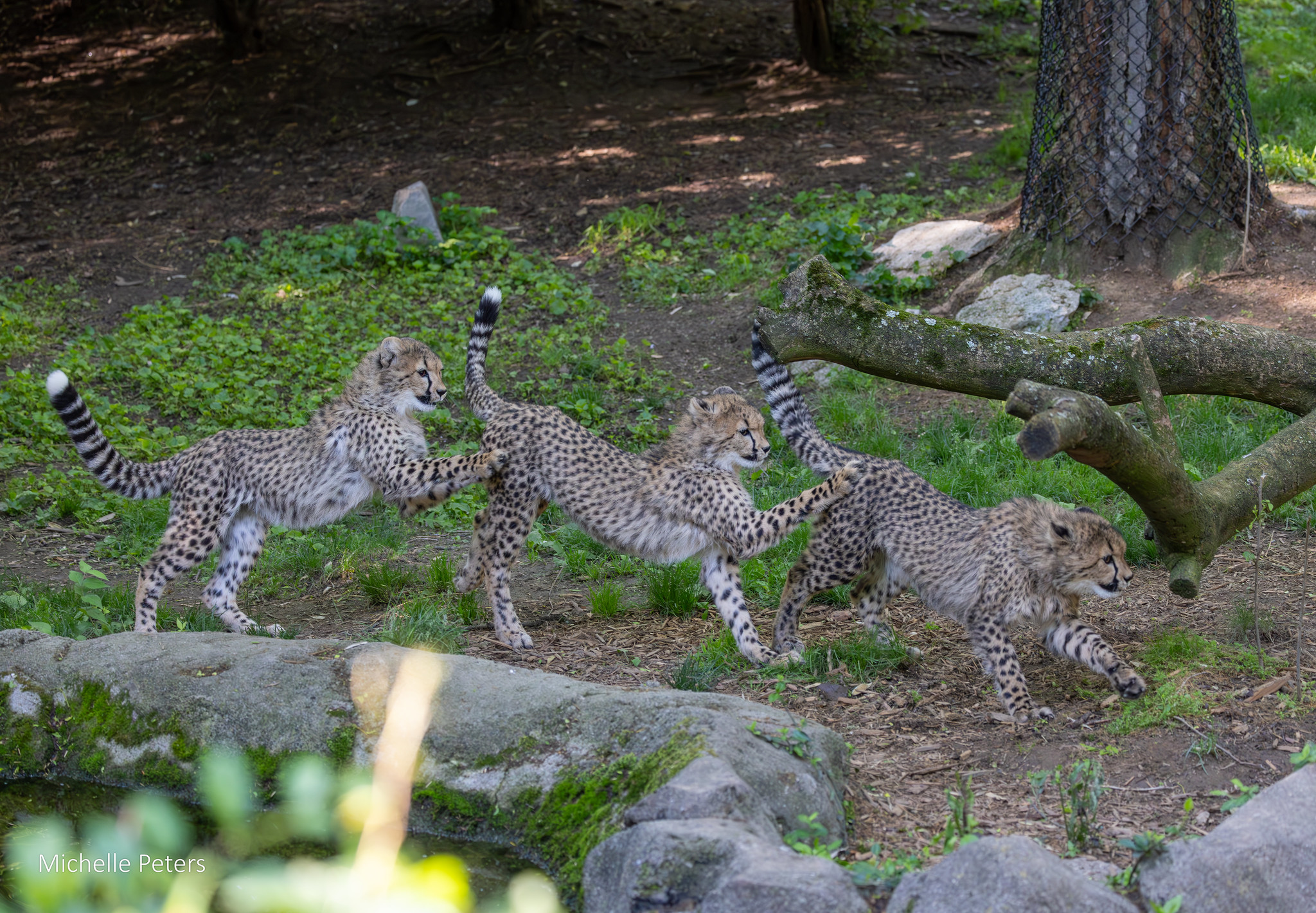 The Life of a Showgirl: The Cheetah Cubs’ Next Era ⭐ - Cincinnati Zoo & Botanical Garden