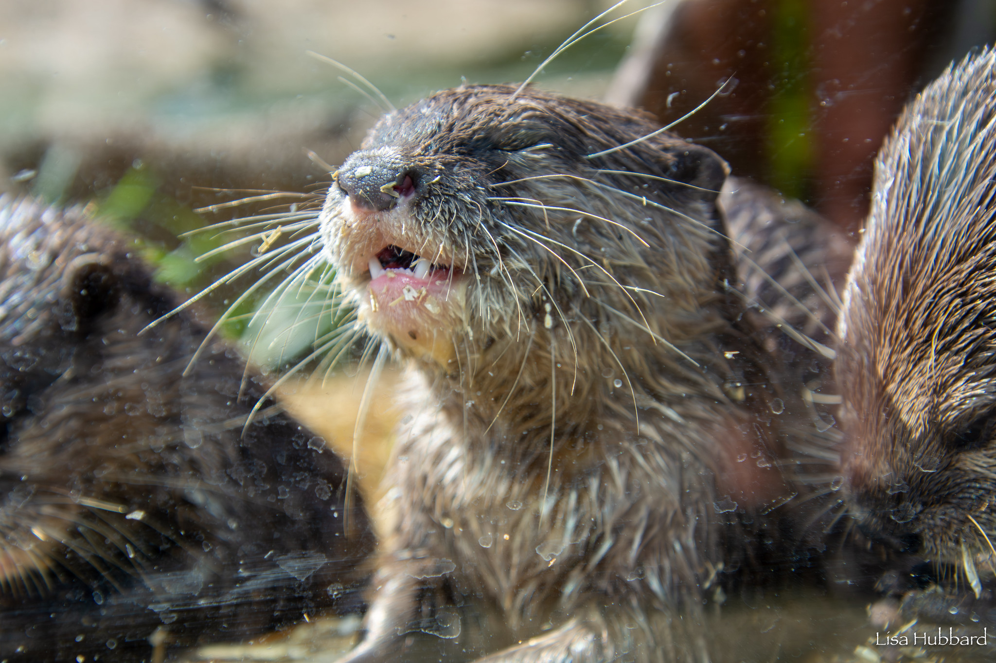 Asian Small-Clawed Otters: How to Spot Who’s Who - Cincinnati Zoo ...