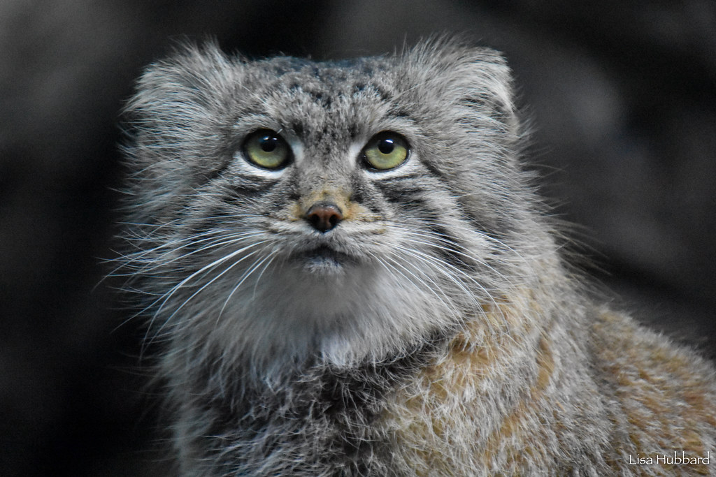 Cincinnati Zoo Scientists Collaborate with Zoos Around the World for ...